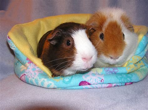 Bedtime Stories Bugsy