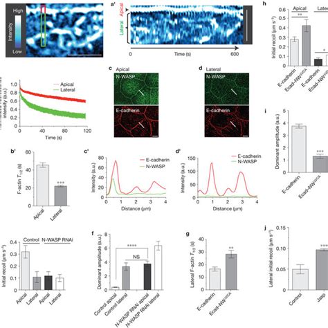 Actomyosin Contractility Generates Different Patterns Of Motion On