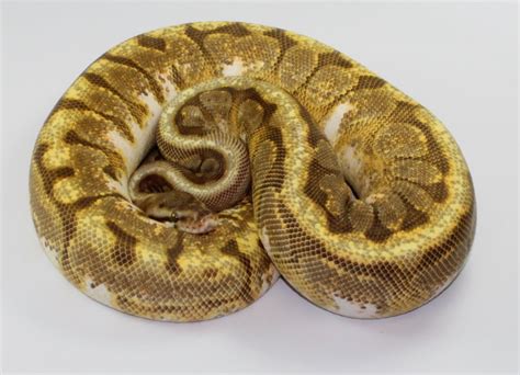 Hidden Gene Woma Spotnose Enchi Ball Python By Designer Ball Pythons