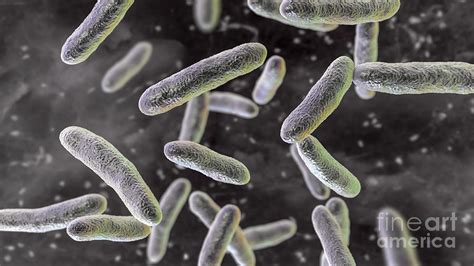 Sphingomonas Bacteria 5 Photograph By Science Photo Library Fine Art