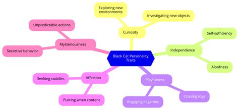 How Black Cat Personality Traits Human Reflects