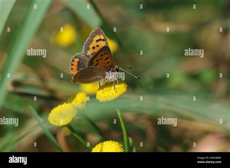 Close Up Small Copper Lycaena Phlaeas Wing Yellow Flower The