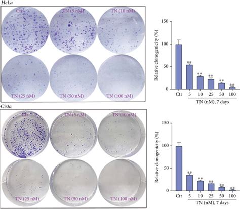 Triptonide Exerts Potent Cytotoxicity To Human Cervical Cancer Cells