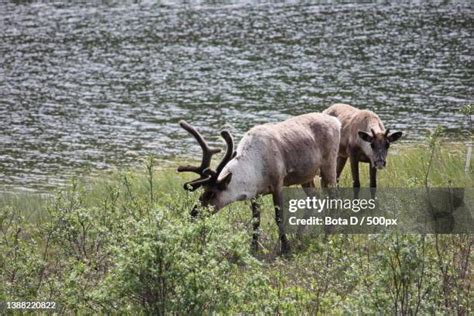Reindeer Tail Photos And Premium High Res Pictures Getty Images