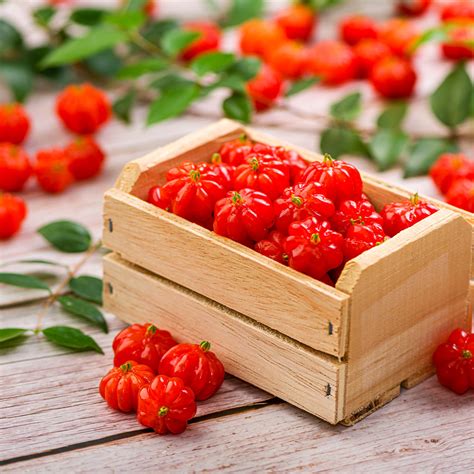 Star Cherry Trees For Sale
