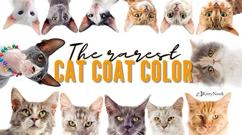 Rare Cat Colors And Patterns