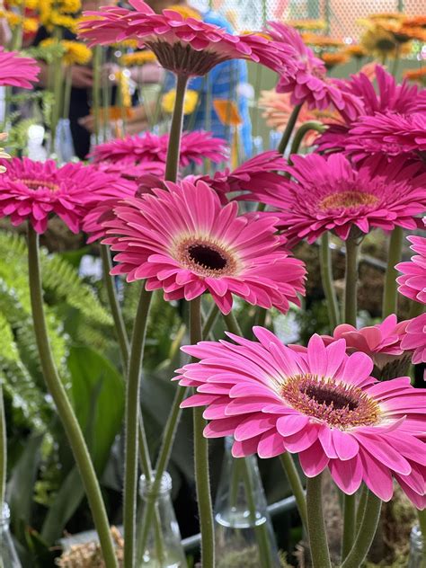 Gerbera Flor Natureza Foto Gratuita No Pixabay Pixabay