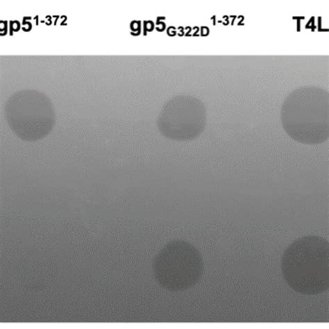 Lysozyme Halo Formation Assay With Chloroform Vapor Treated E Coli