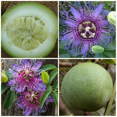 ΜΤ 16706 Passiflora Sweet Cup Πασσιφλόρα Φρούτο του πάθους