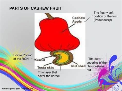 Cashew Plant Diagram