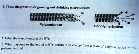 Solved 4 These Diagrams Show Growing And Shrinking Microtubules Polymerization