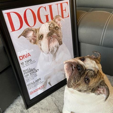 Posing Pig Cat Print Posing Pig