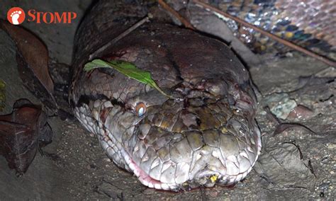 Large Python Found Dead With Bruises And Head Smashed Nparks Looking