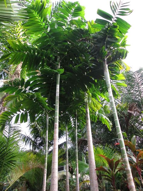 Some Veitchia Time Discussing Palm Trees Worldwide Palmtalk