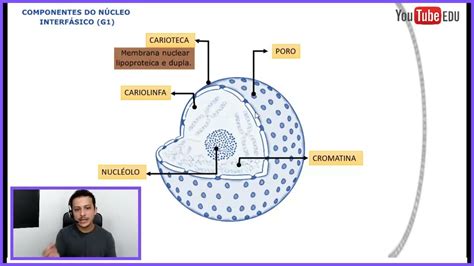 Núcleo Celular Carioteca Cromatina Poro Cariolinfa Nucléolo