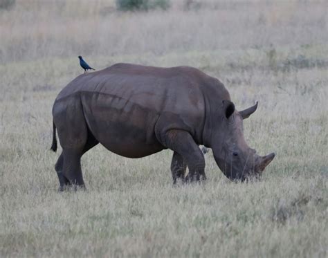 12 Endangered Species Facing Extinction And How Conservation Science Is