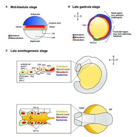 Fate Map Of Zebrafish Endoderm A Representation Of Zebrafish