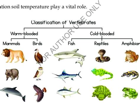 1 Shows The Different Classification Of Vertebrates Download