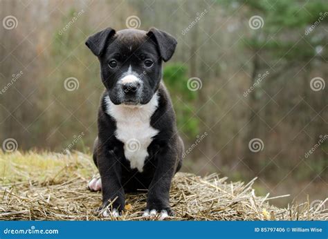 Black Pitbull Boxer Mix Puppies