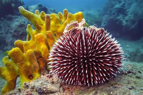 The Fascinating World Of Coral Reef Animals
