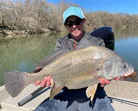 Freshwater Drum Freshwater Drum