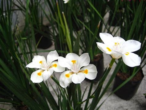 Jardineria Especializada