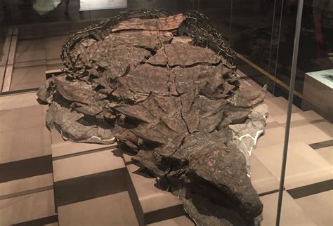 A Dinosaur A Day Who Borealopelta Markmitchelli Name Meaning