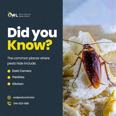 Owl Pest Control Ltd On Linkedin Pestcontrol Homeprotection