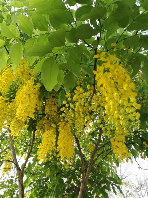 Golden Shower Flowers Stock Image Image Of Tree Yellow 112558315
