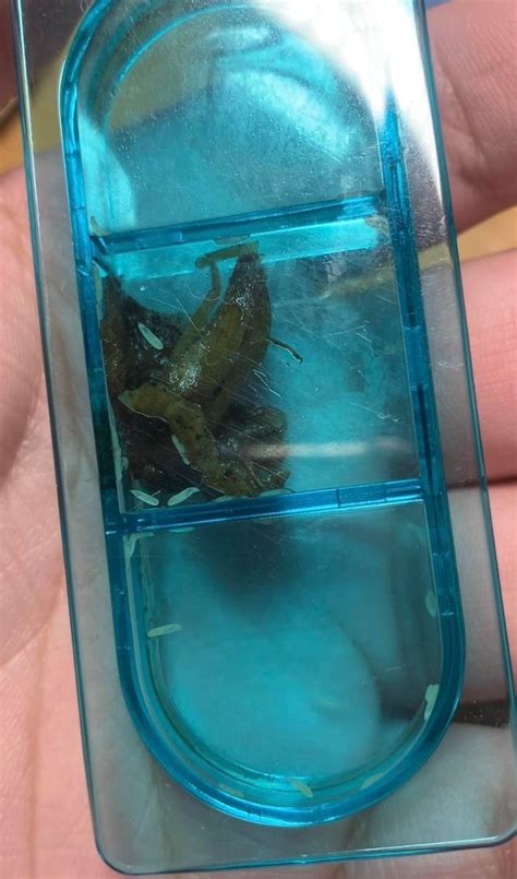 Tiny White Worms Found In A Rotting Mushroom Southwest Florida Rwhatsthisbug