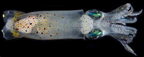 unknown scratch pages discuss scratch