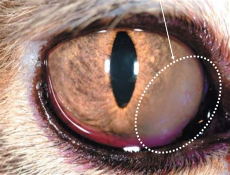 Ophthalmology 4 Feline Ophthalmology Flashcards Quizlet