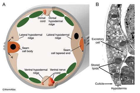 Structure Of Hypodermis