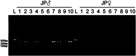 Pelodiscus Sinensis Sex Identification Primer Set Locus And Method