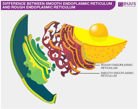 Smooth Endoplasmic Reticulum Vs Rough Endoplasmic Reticulum