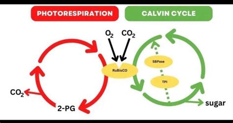 Well Known Fact Elevated Co2 Levels Boost Photosynthesis Good