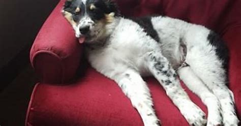 Looking Rather Comfortable There Buddy Imgur