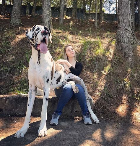 Rest After Playing And Running Hard Great Dane And Human Huge Great