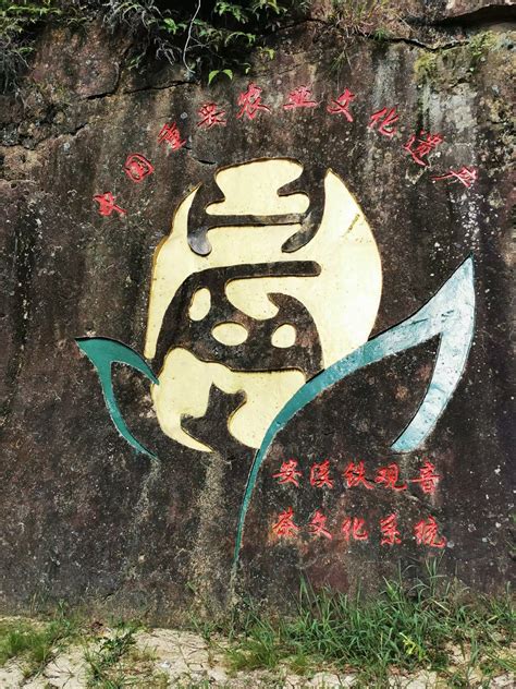 泛茶：传承数百年茶叶种植、制作技术 财经头条