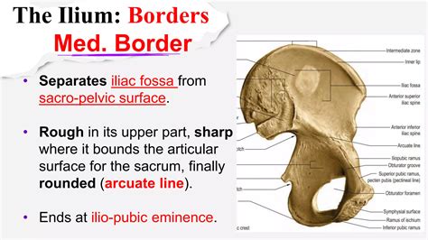 Anatomy Lesson Ll1 2202 23pdf