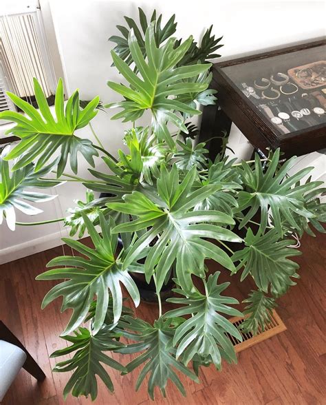 Philodendron Xanadu Lush Foliage Plant For Indoor Beauty