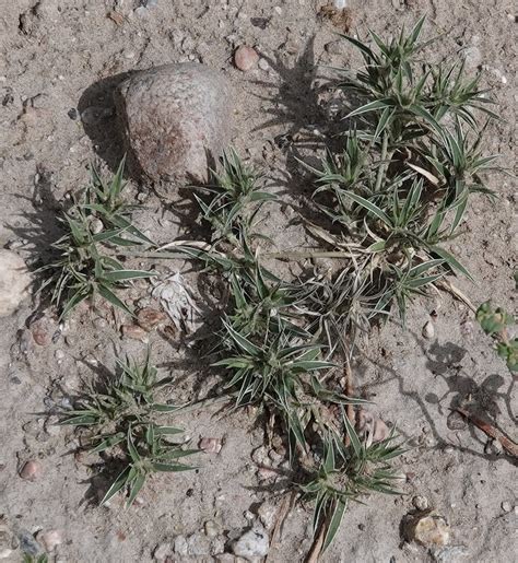False Buffalograss Search Native Plant Hub