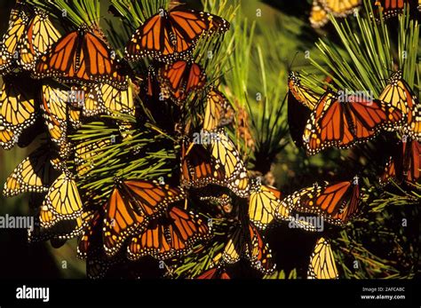 Monarch Butterfly Fall Migration