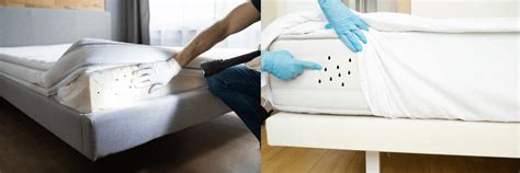 Homeowners Guide To Identifying Bed Bugs And What You Can Do To Avoid