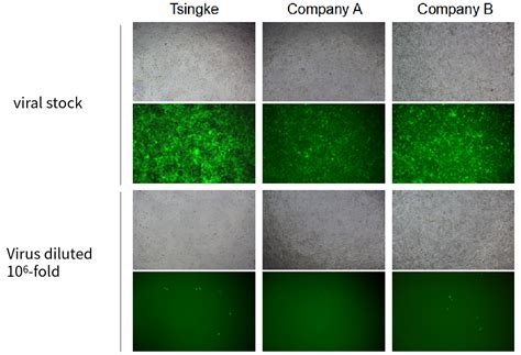 Virus Packaginggene Regulation