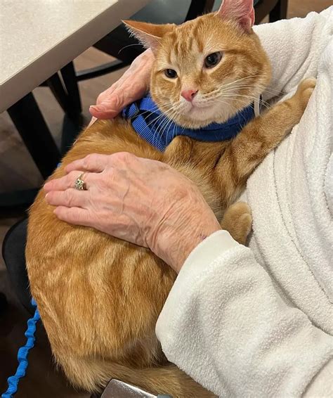 What Are Therapy Cat And What Do They Do