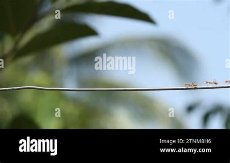 Sting Wire Stock Videos And Footage Hd And 4k Video Clips Alamy