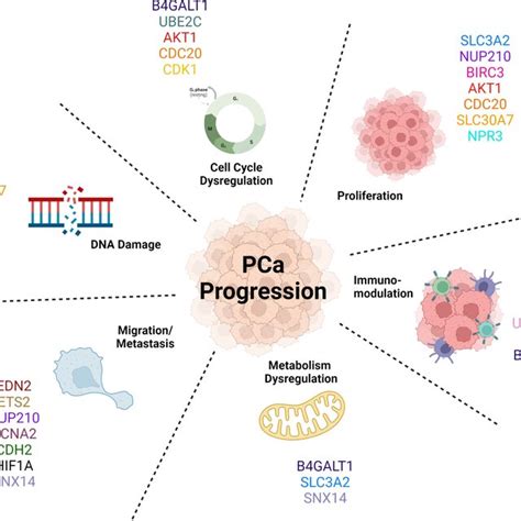 Overview Of Three Crpc Subsets Ar Dependent Crpc Nepc And Dnpc Download Scientific Diagram
