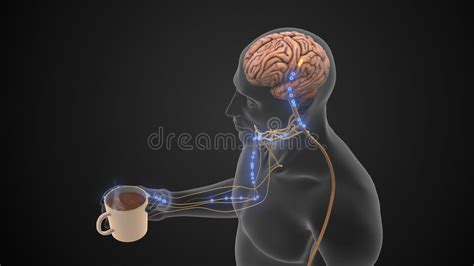 External Nervous Pathways For Touch Sensation Stock Illustration