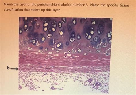 Solved Name The Layer Of The Perichondrium Labeled Number 6